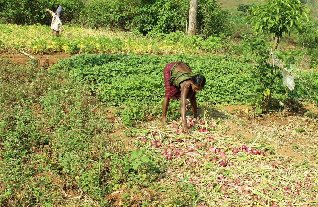 Eco-village: a holistic approach of climate smart agriculture - NEO-AGRI